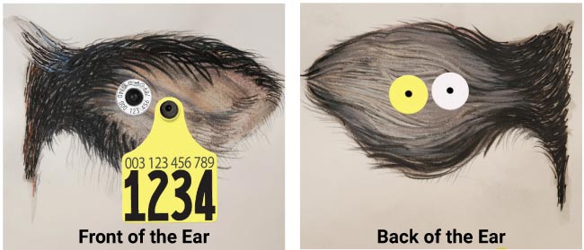 Tips for proper EID tag placement for dairy cattle