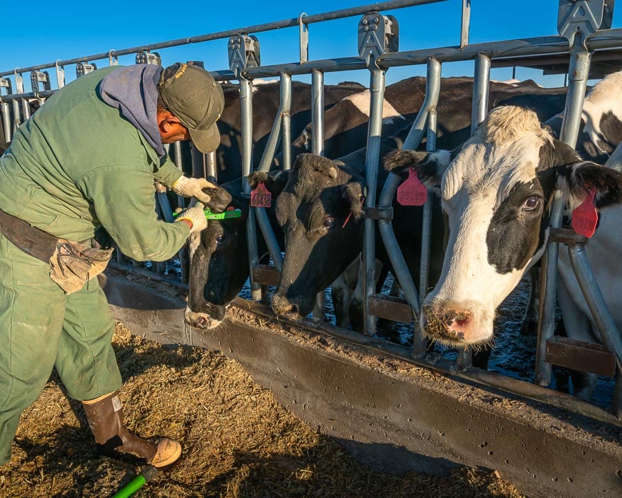 RFID Cattle Tags with DHI-Plus