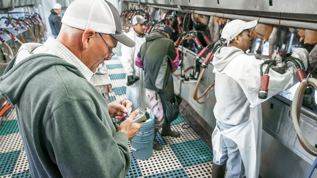 Using DHI-Plus Software for Selective Dry Cow Therapy