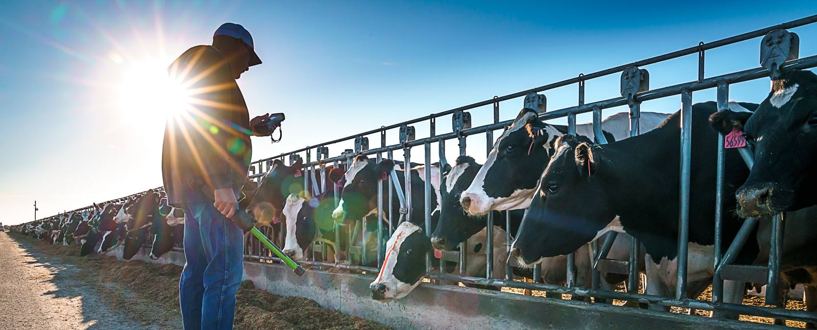 Herd Management Software